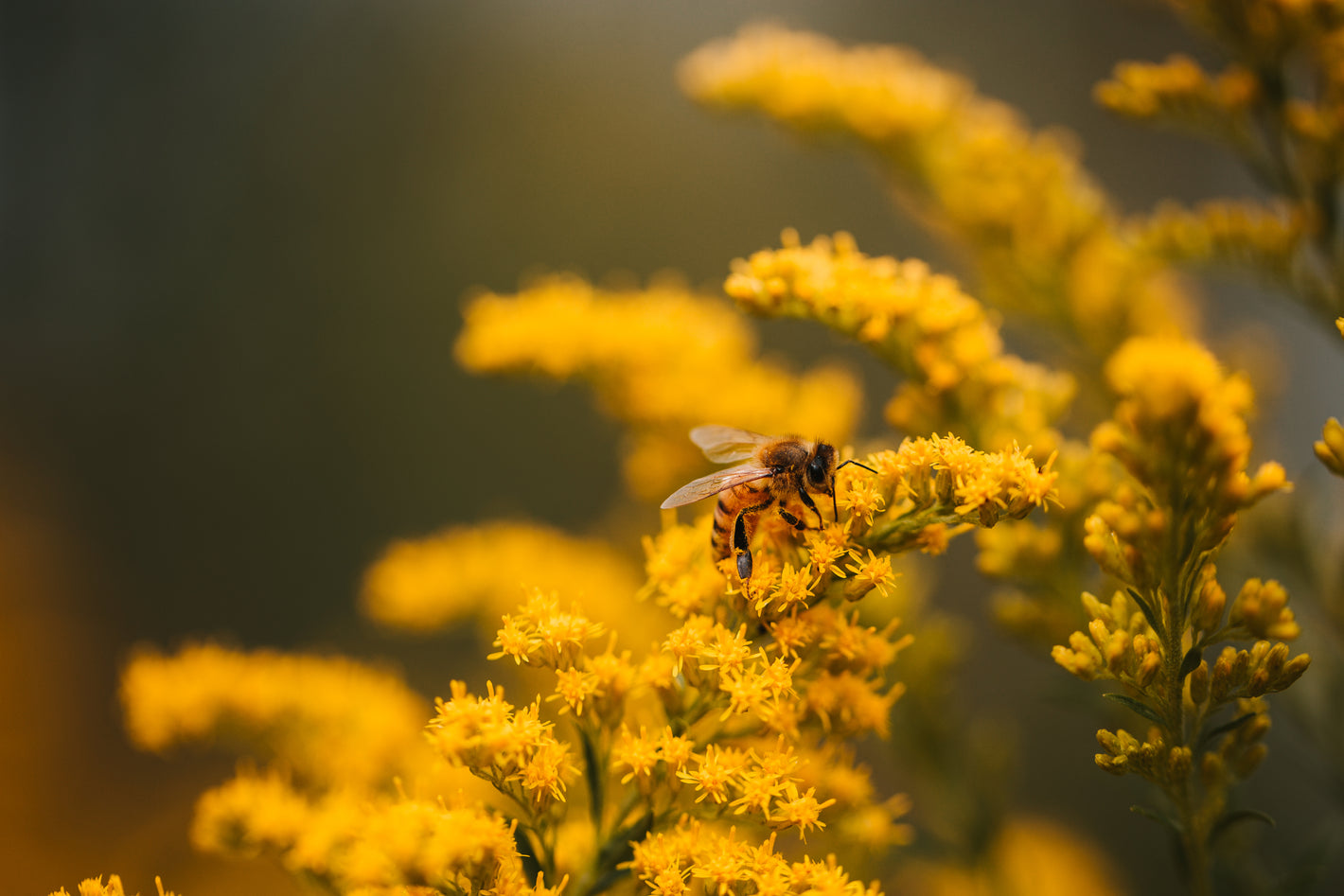 Hoss' Sweet Hives - providing natural products made by bees